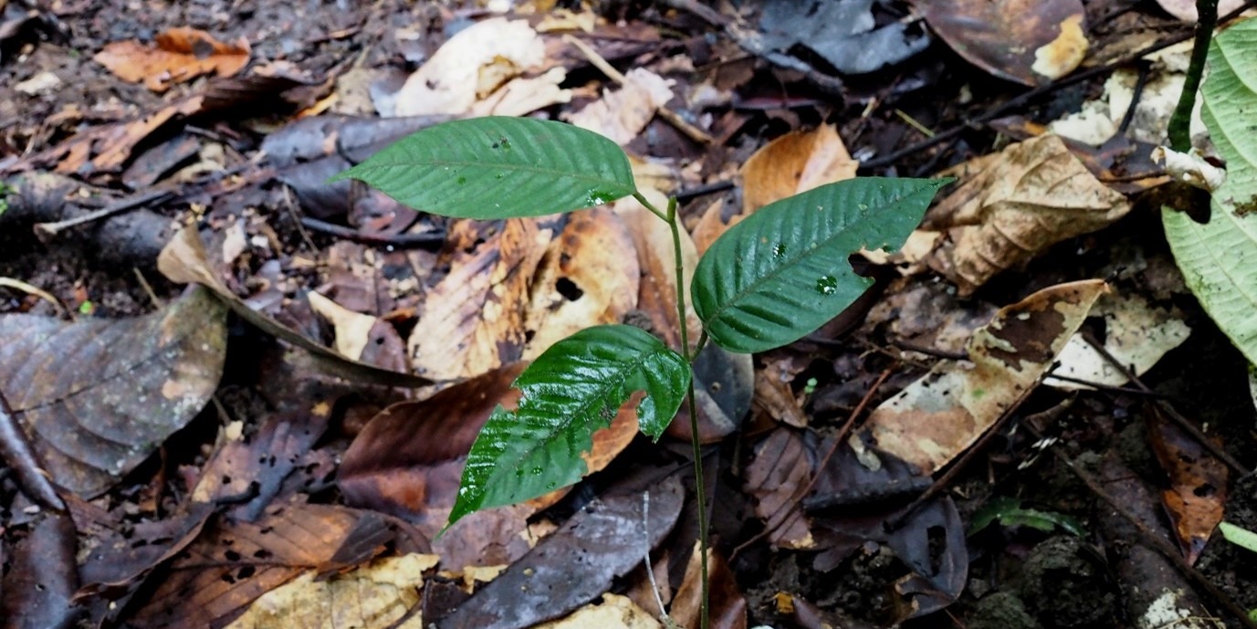Next generation of trees threatened 30 years after logging | School of ...