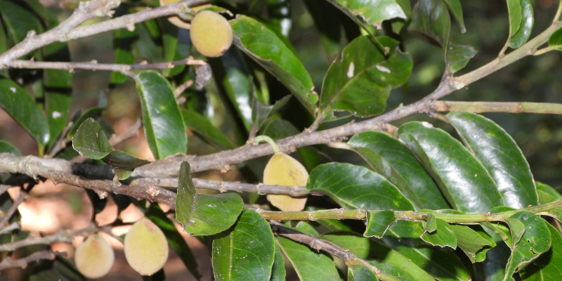 Rare, new species of giant tree in the Amazon named after Professor ...