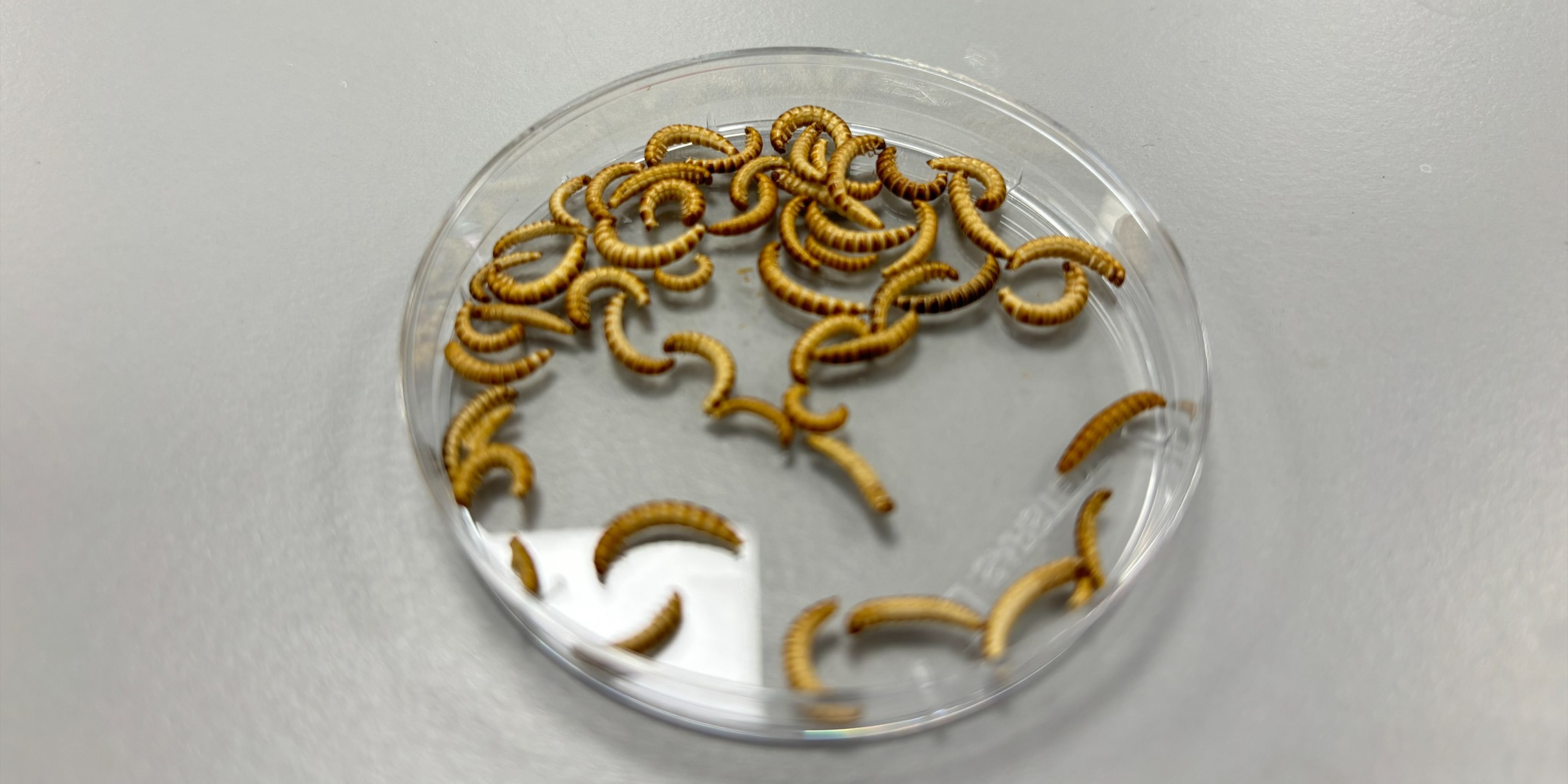 Exploring the nutrition of buffalo worms as a sustainable, novel food ...